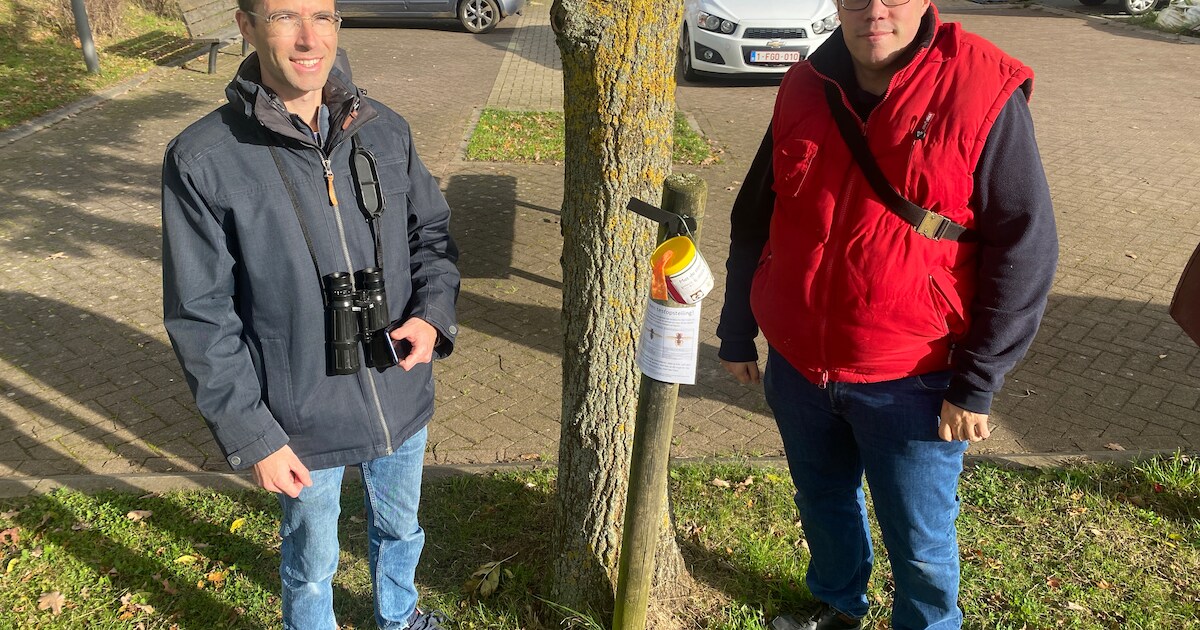 Aziatische hoornaar gespot aan Orleanstoren in Aarschot: “Nest moet ...