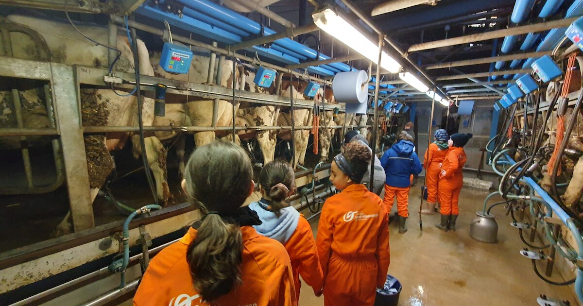 Tongerse kinderen ontdekken landbouwsector tijdens STEMmig Boeren Dag ...