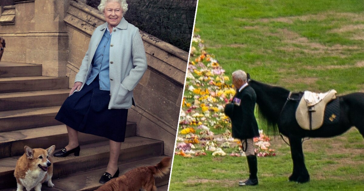 Hoe gaat het nog met de geliefde dieren van Queen Elizabeth? “Ze zijn ...