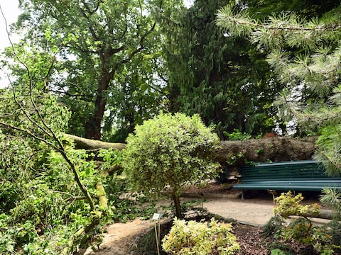 200 jaar oude olm in Leuvense Kruidtuin geveld door noodweer: “Heeft ...