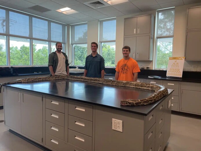 KIJK. Man (22) vangt in Florida enorme tijgerpython van bijna zes meter ...