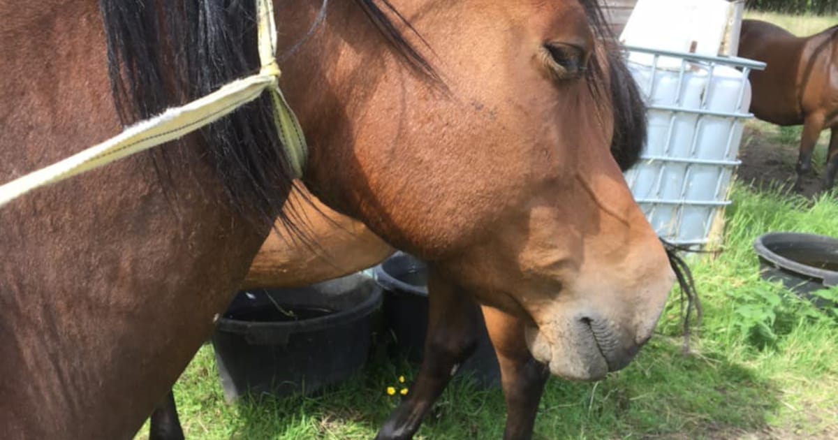 Onbekende bindt rolluiklint rond nek van paard: “Ongelooflijk wat ...