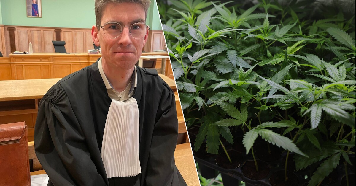 Koppel veroordeeld voor kweek eigen cannabis in tuin: “Opgepakt op de ...