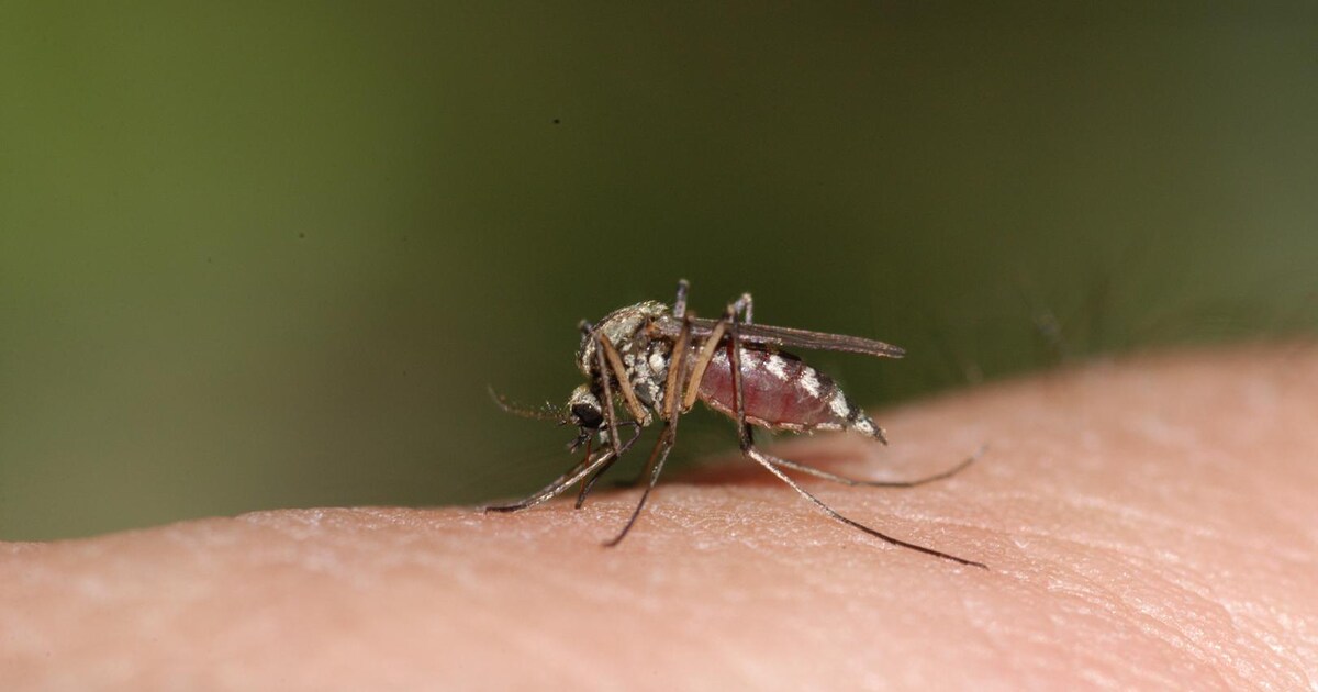 Beangstigende kettingreactie na insectenbeet doet Sonja beide benen en ...