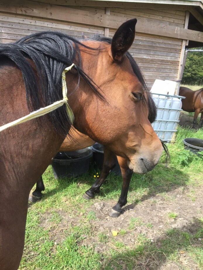Onbekende bindt rolluiklint rond nek van paard: “Ongelooflijk wat ...