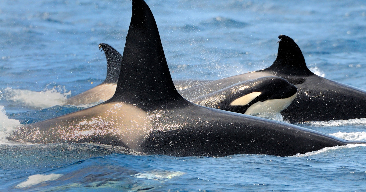Orka's rammen zeilboten voor de Spaanse en Portugese kust | Buitenland ...
