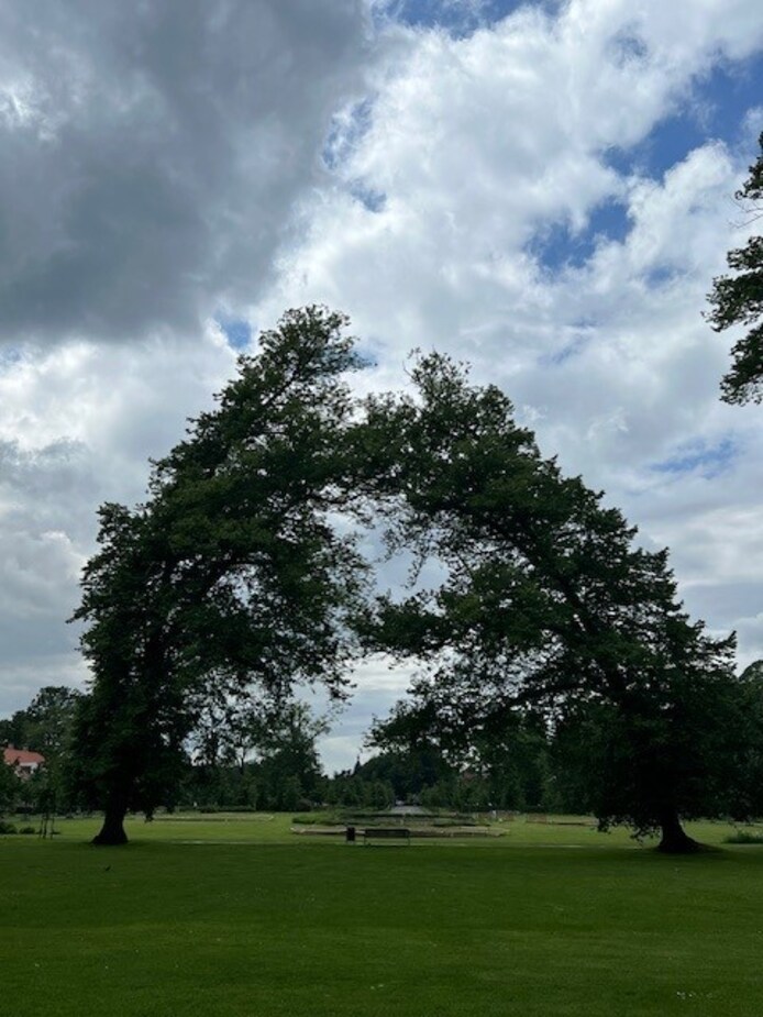 Ook tweede linde van naar elkaar leunend paar in park van Brasschaat ...