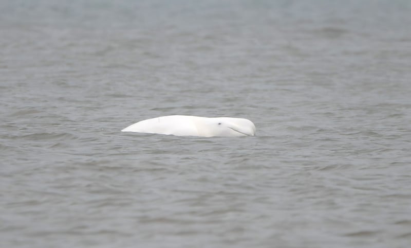 Beloega gespot langs Nederlandse kust, laatste keer was in 1966: “Alsof ...