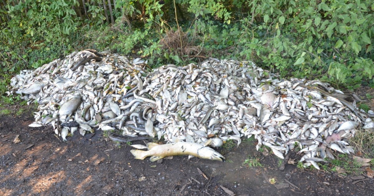 Duizenden dode vissen drijven in Middenvaart | Ieper | HLN.be