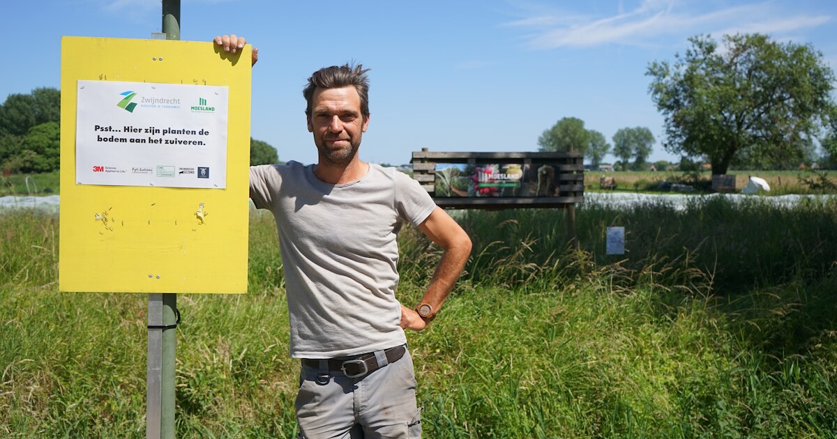 Bioboer Koen plant hennep om PFAS-vervuiling in bodem te zuiveren ...
