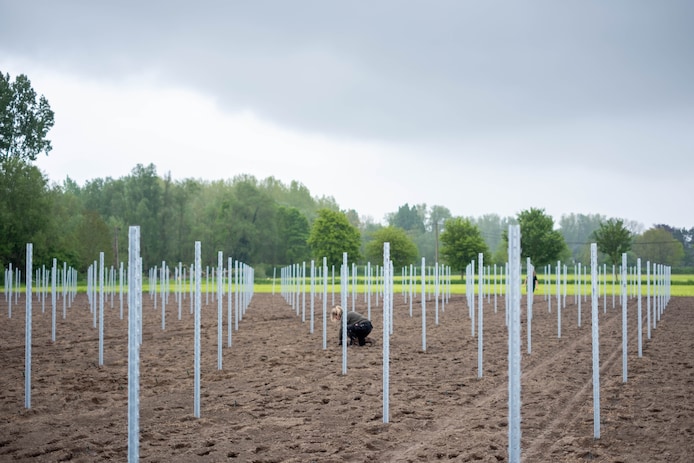 Nieuw Klein-Brabants wijndomein heet ‘Coninckxbeeck’: “Mikken op eerste ...