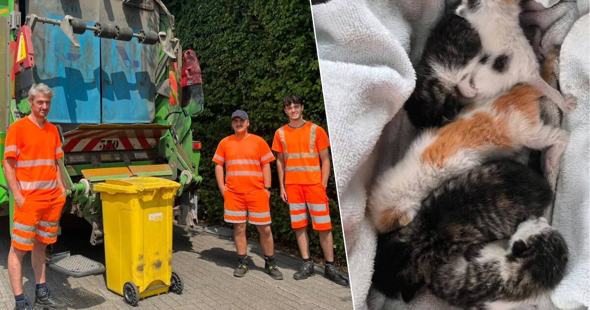 Afvalophalers redden vijf kittens uit vuilniswagen in Mol: “‘Noodknop ...