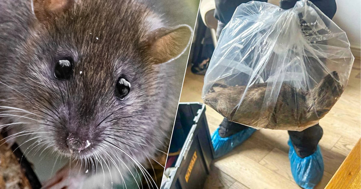 Ratten van 56 (!) cm groot rukken op in heel Europa (en dat is onze ...