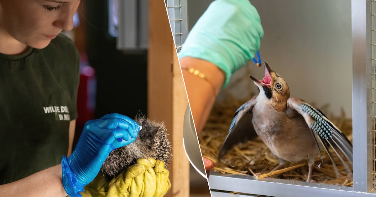 Vogelopvangcentra Brasschaat-Kapellen en Neteland krijgen basissubsidie ...