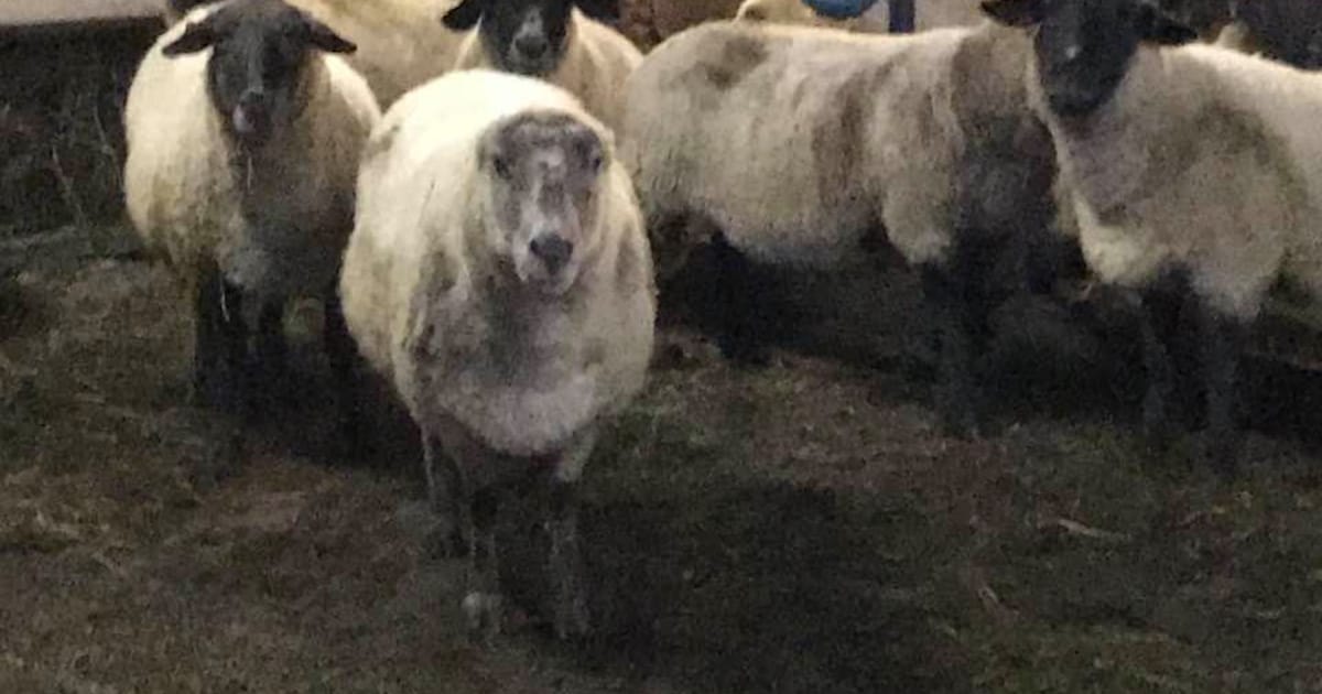 Schaap verliest beide oren na aanval van loslopende hond in Zwin ...