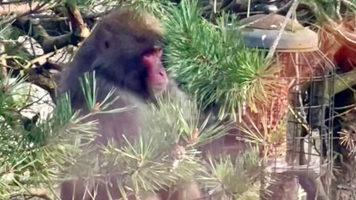 Aap ontsnapt uit Schots dierenpark en is dag later nog altijd op de ...