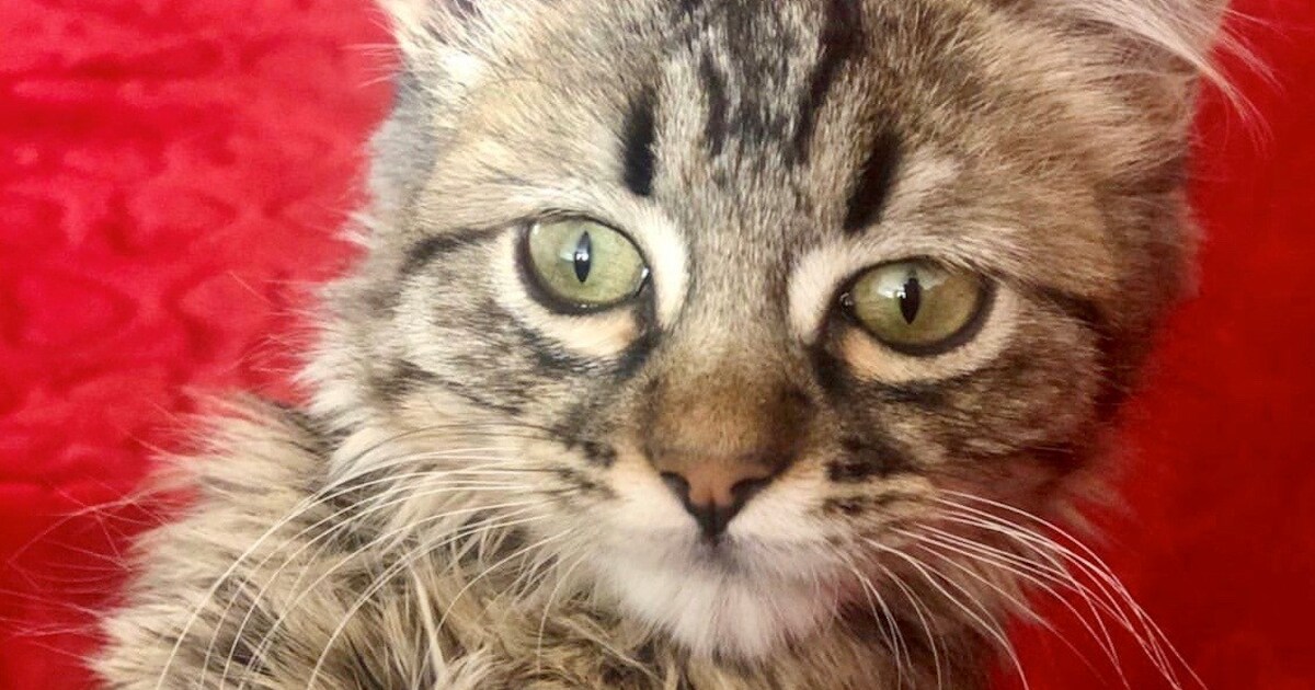 Katje Lee is wél welkom in Peru: “We hebben hem nooit geweigerd ...