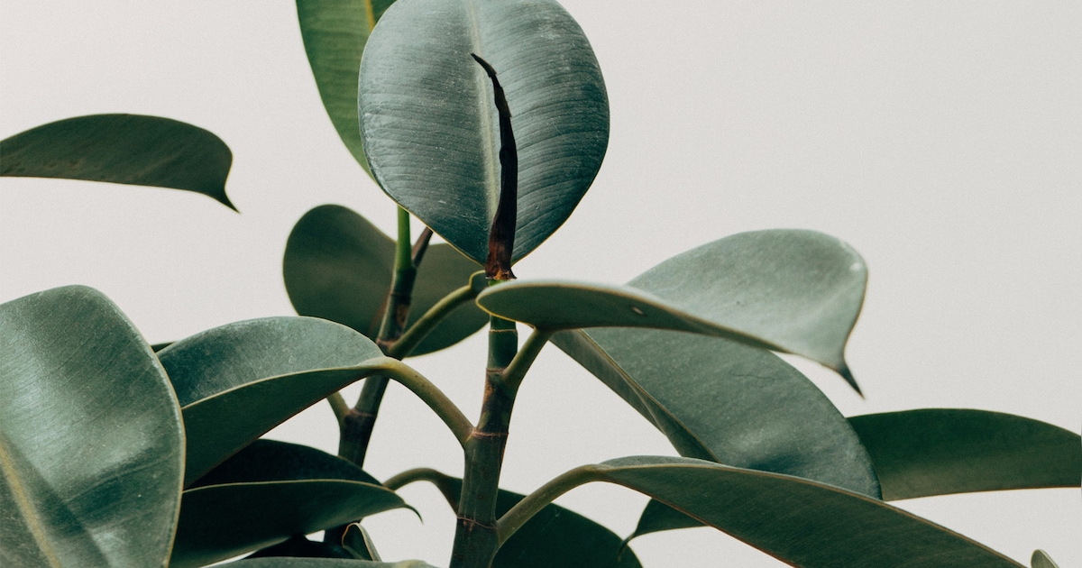 Zo kun je dode planten weer tot leven wekken | Familie | hln.be