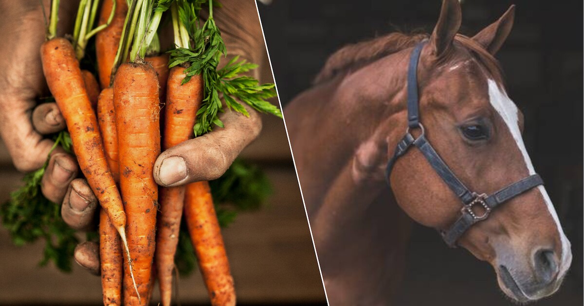 Paard sterft na eten van wortels van voorbijganger: “Geef een dier dat ...