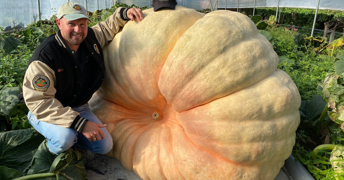 Mario (48) mikt op wereldrecord met pompoen van ruim 1.000 kilo: “Van ...