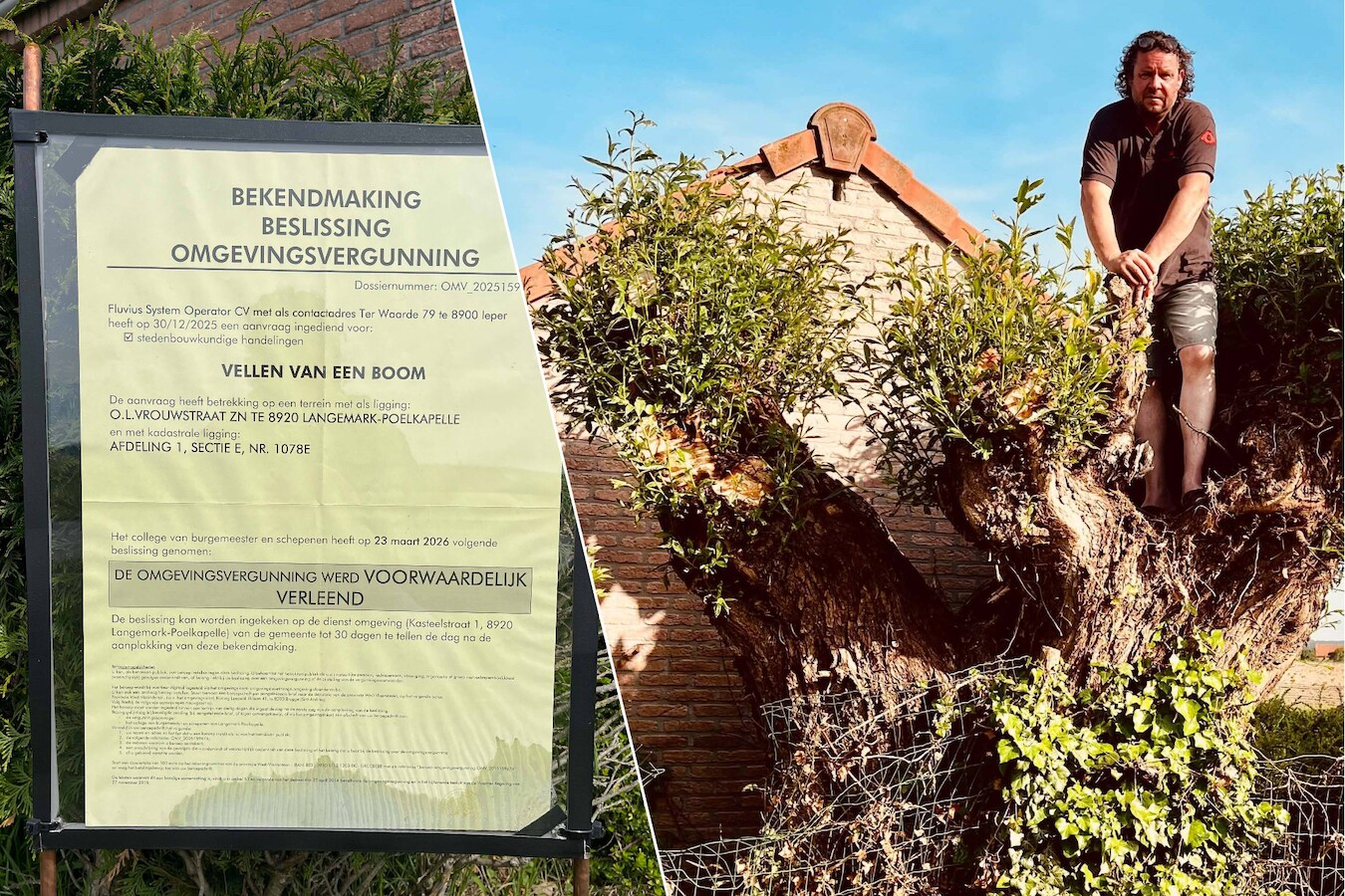 Kunstenaar Jan (50) wil historische wilg redden van kettingzaag in ...