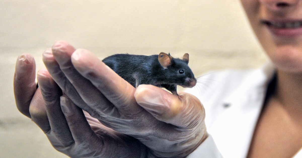 Minder dierenproeven in 2020 in Vlaanderen | Binnenland | HLN.be