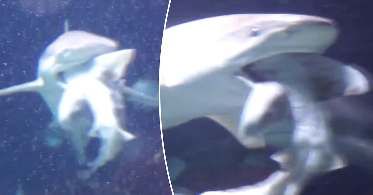 Straf beeld: grotere soortgenoot eet haai op in Antwerpse Zoo ...
