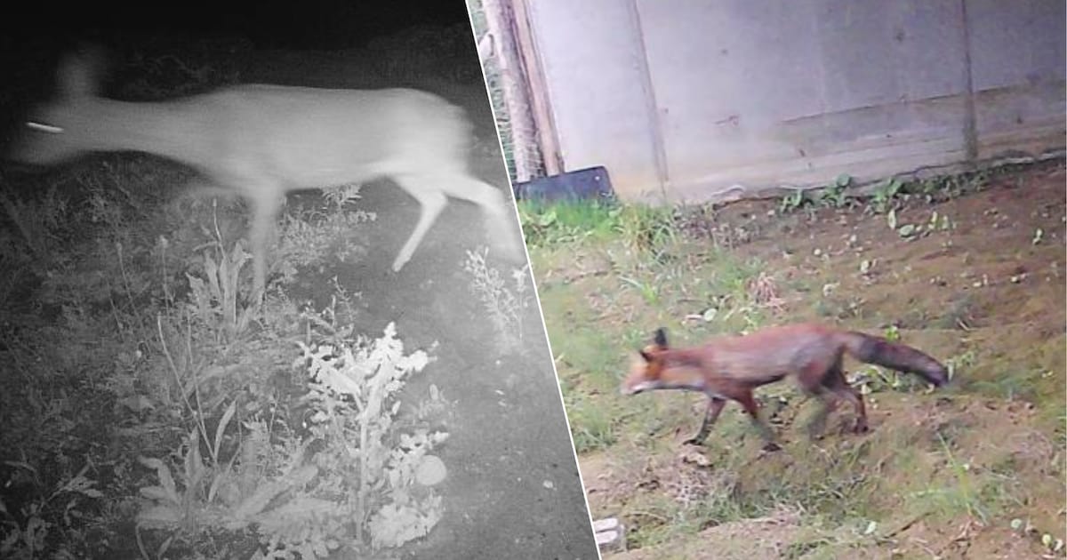 Wildcamera bij Hoogmolenbrug registreert volop: ree, vos en marter ...