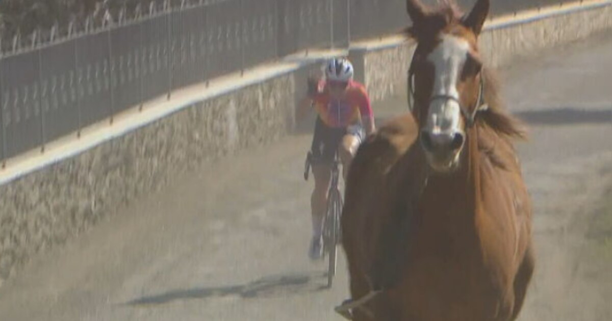 KIJK. “Dan besef je pas hoe groot zo’n beest is”: op hol geslagen paard ...