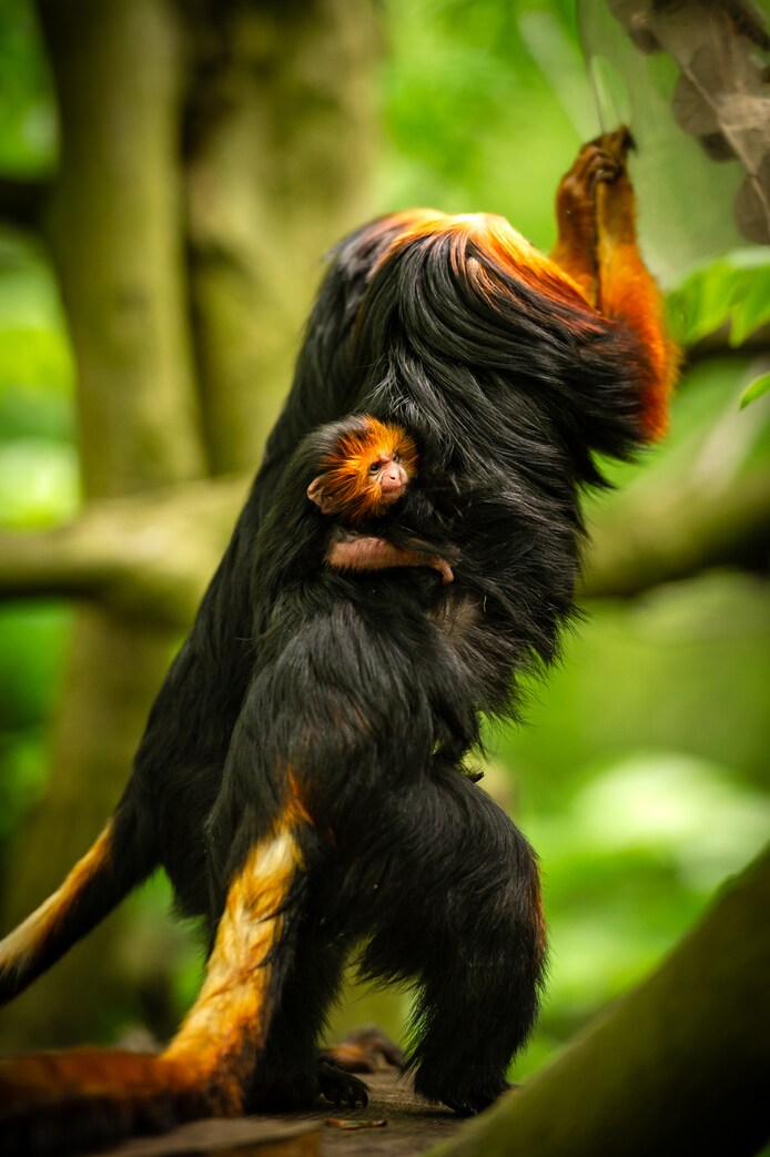 ZOO Planckendael verwelkomt baby bij goudkopleeuwaapjes: “Het is maar ...