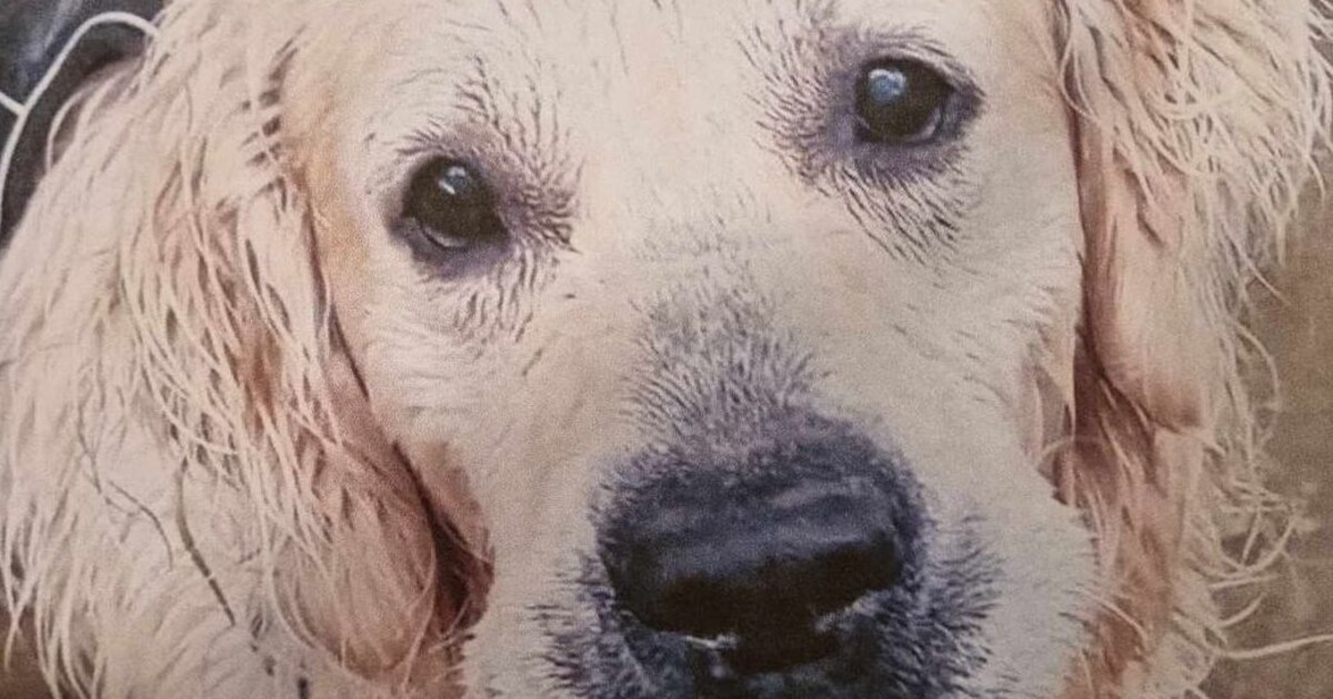 Vermiste Golden Retriever ‘Tygo’ dood teruggevonden in Aarschot: “R.I.P ...