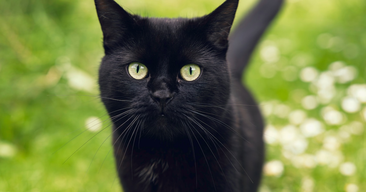 Het mysterie ontrafeld: hoe de kat écht onze huiskamers veroverde ...