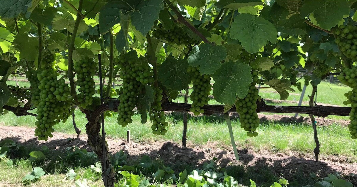 Franse wijnbouwers vrezen misoogst | Buitenland | HLN.be