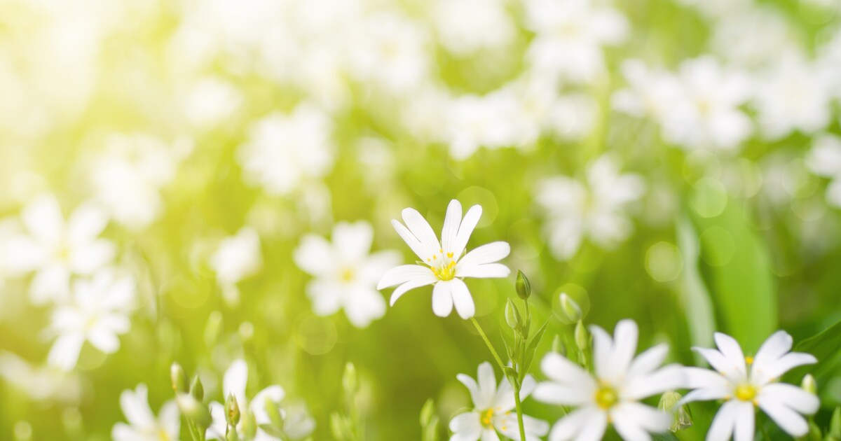 Zonnig weekend blijft nog even hangen | Weer & Wetenschap | hln.be