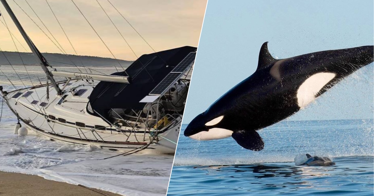 “Werden aangevallen door orka’s”: Nederlands koppel vaart zeilboot op ...