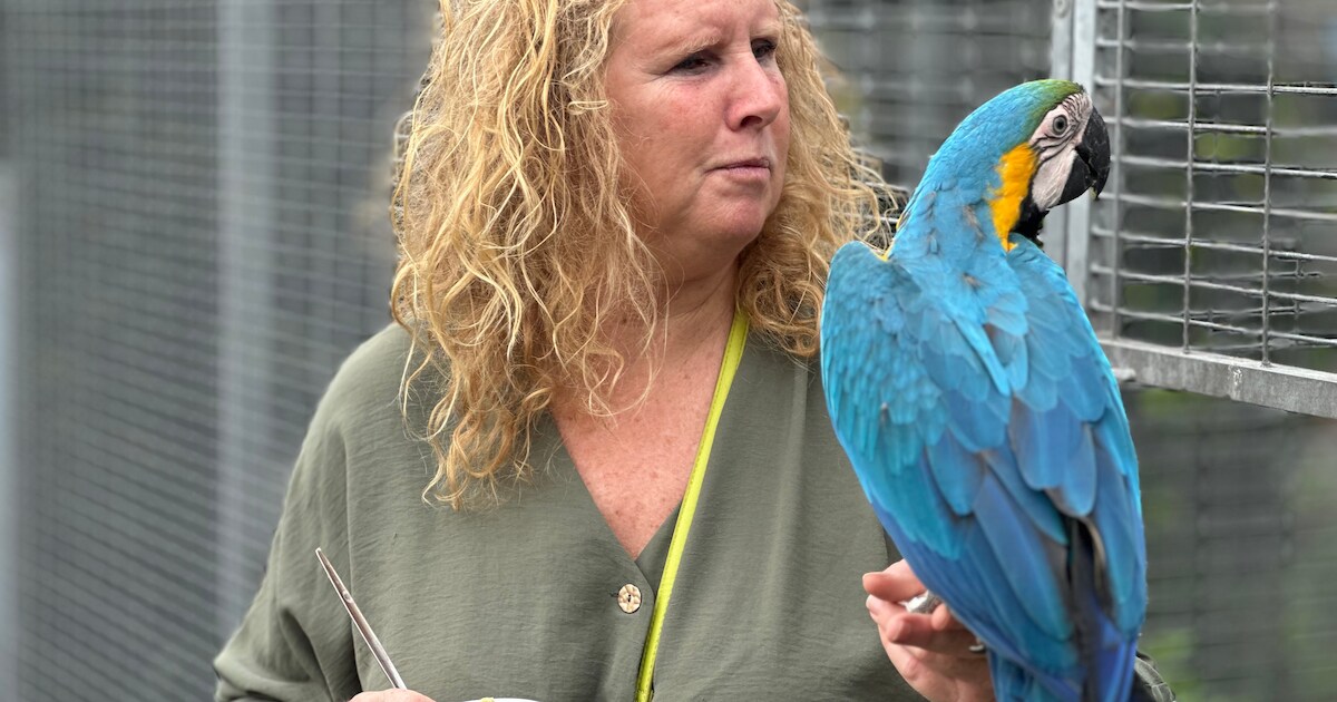 Bekende ara Charlie (5) vermist in Oud-Turnhout: “De tijd dringt, het ...