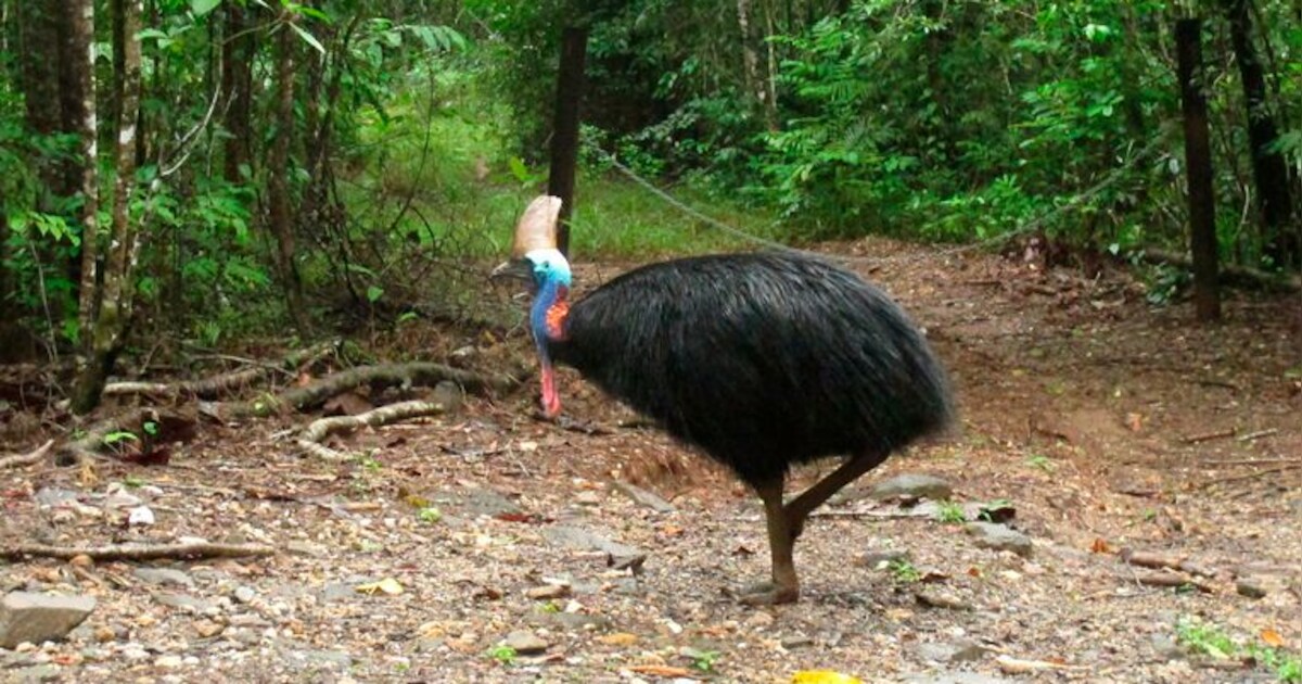 Zeldzame loopvogel zit al vijftig jaar alleen in Pakistaanse zoo: “Al ...