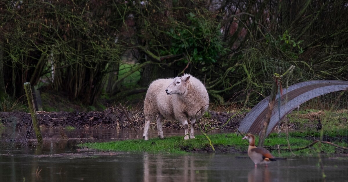 Lier neemt deel aan Vlaamse Waterdagen: vieze beestjestocht, verhalen ...