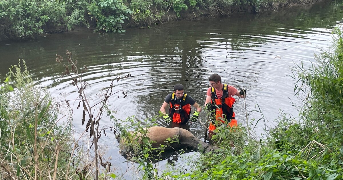 Dode koe en dood paard uit Mandel gevist in Oostrozebeke | Oostrozebeke ...