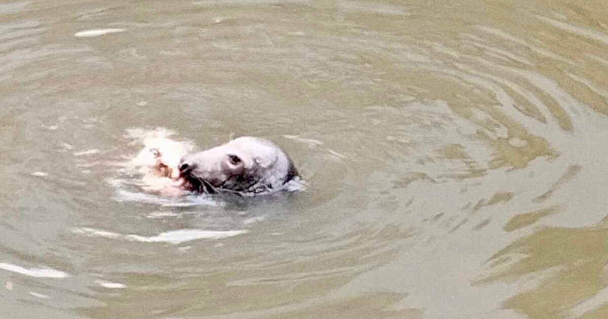 Zeehond duikt op aan de Krook en lokt best wat kijklustigen | Gent | HLN.be