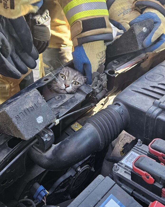Kat zit vast in motorkap, brandweer moet auto deels ontmantelen om het ...