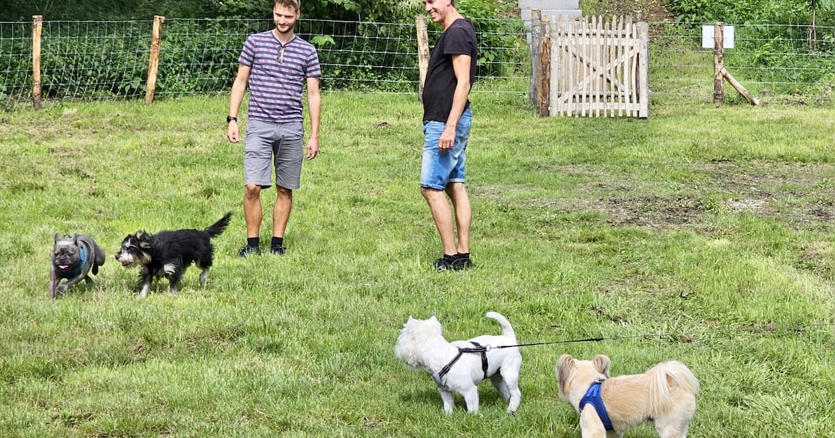 Ook Holven heeft voortaan eigen hondenweide | Geel | HLN.be