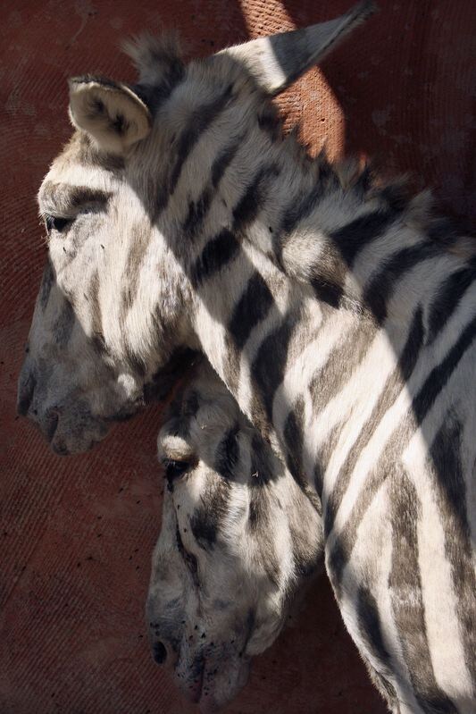 Zebra's dood in Zoo Gaza: dan maar strepen geverfd op ezels | Bizar ...
