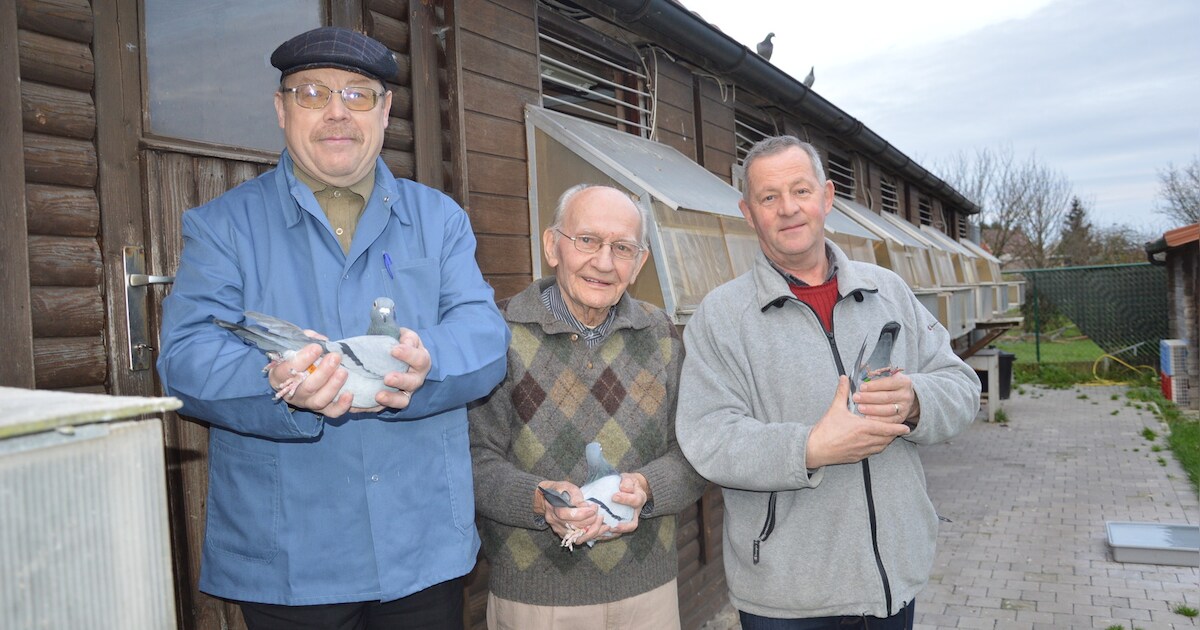 "Nog amper 87 duivenmelkers" | Haaltert | HLN.be