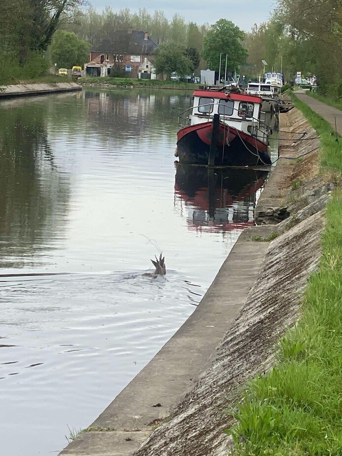 Twee reetjes uit het water gered in Landen en Denderleeuw | Landen | hln.be