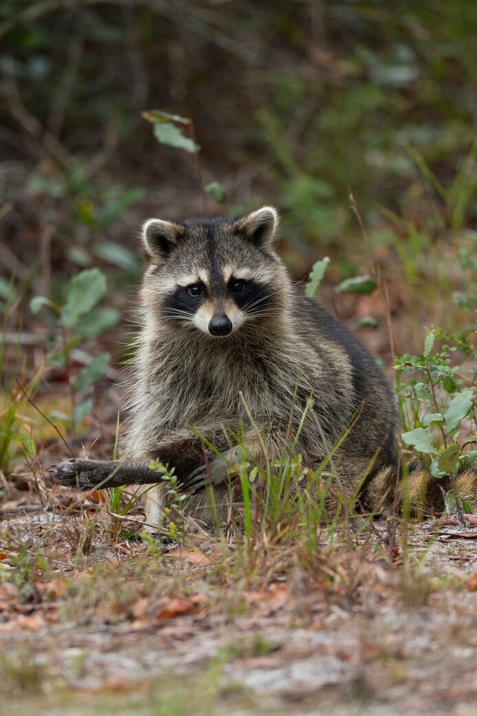 Wasberen gespot in Zoerselbos: “Schattig, dat zeker. Maar of we er blij ...