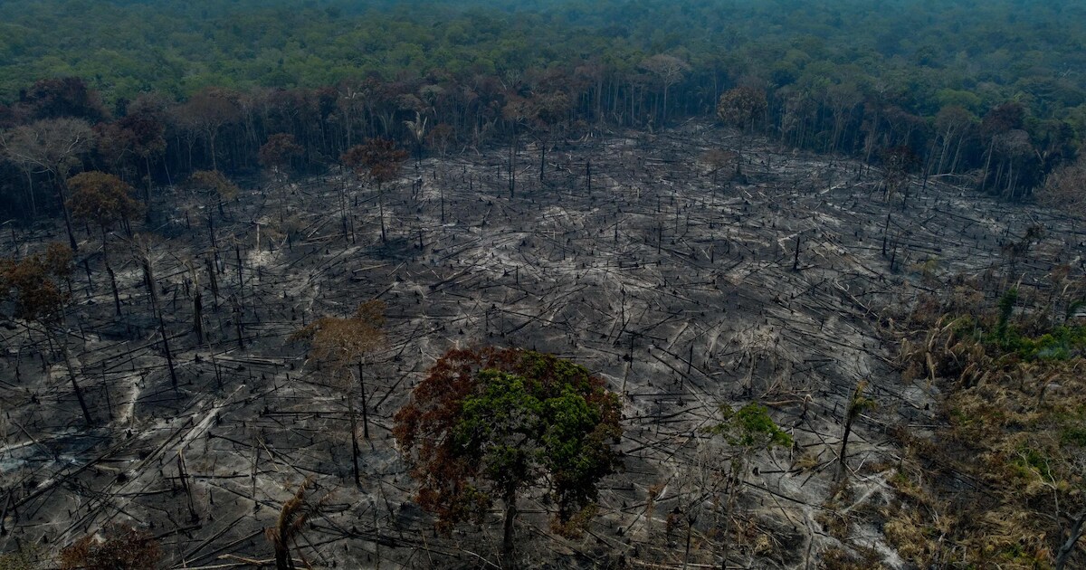 Meeste bosbranden in twintig jaar in Amazonewoud tijdens eerste zes ...