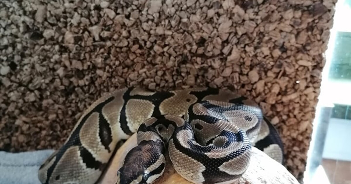 VIDEO. Wurgslang kronkelt door straten van Oelegem: “Het was al de ...