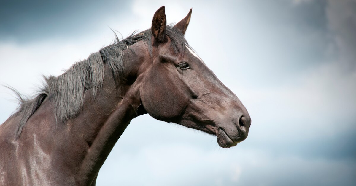Paard slaat op hol, nadat ruiter val maakt: dier kan pas na 5 kilometer ...