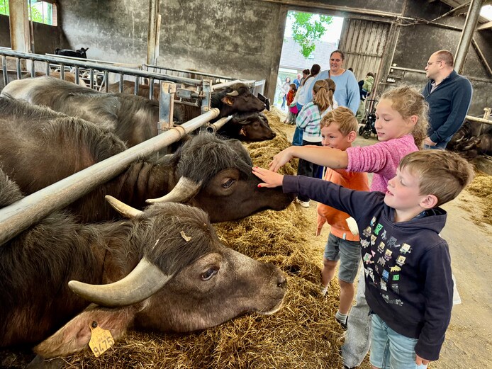 KIJK. Buffels nemen verfrissende duik op boerderij in Sint-Antonius ...